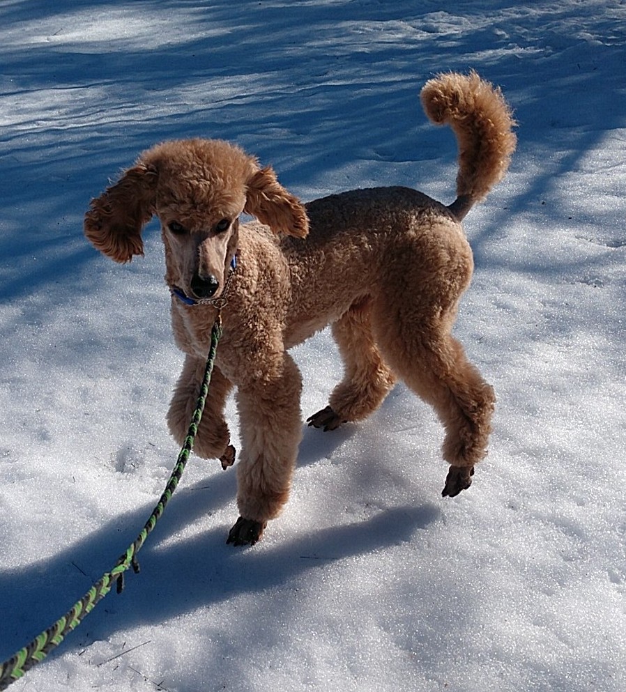 Available Dogs – APAW – Poodle Pups for Working Roles