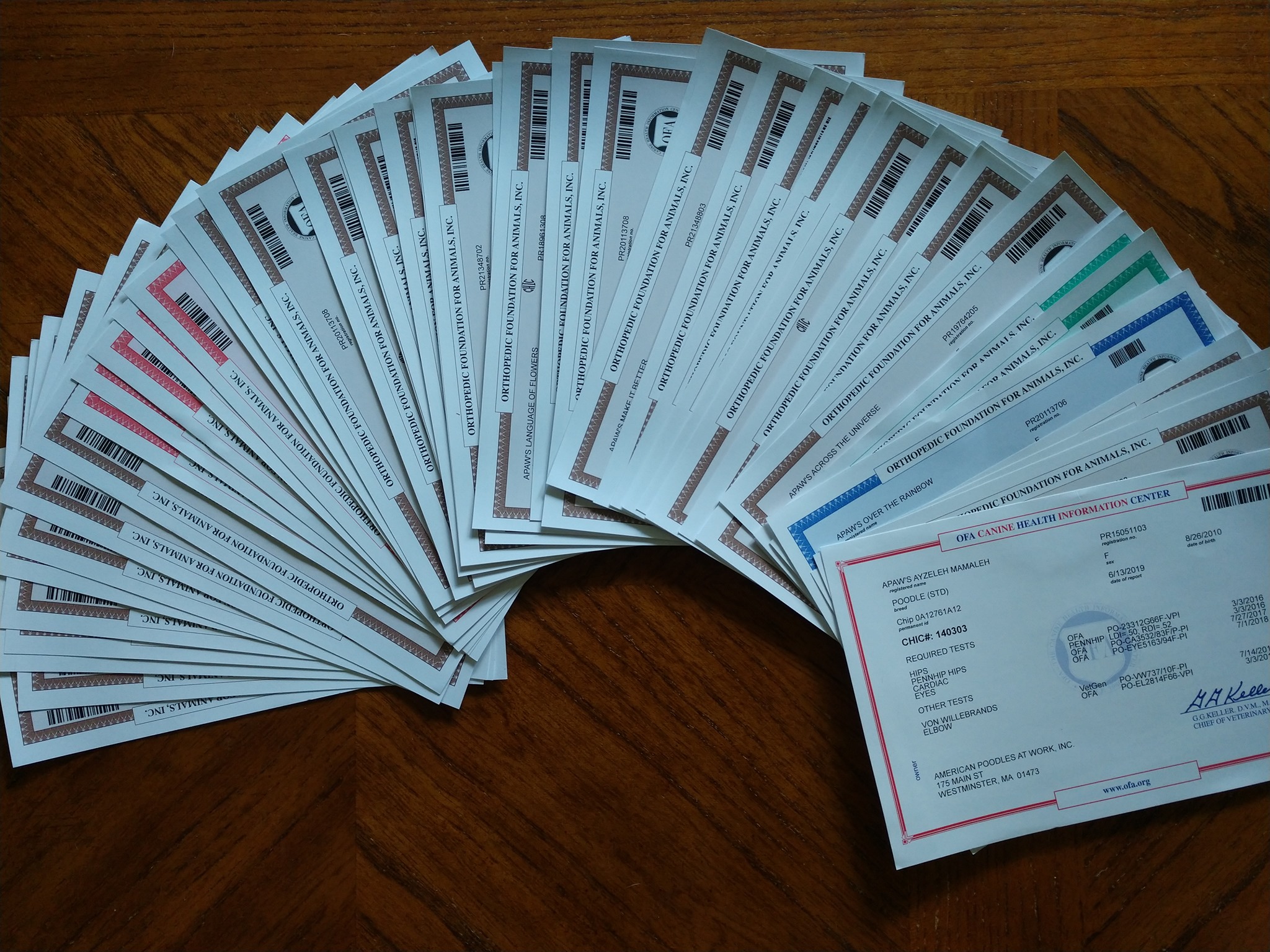 Health Testing – APAW – Poodle Pups for Working Roles