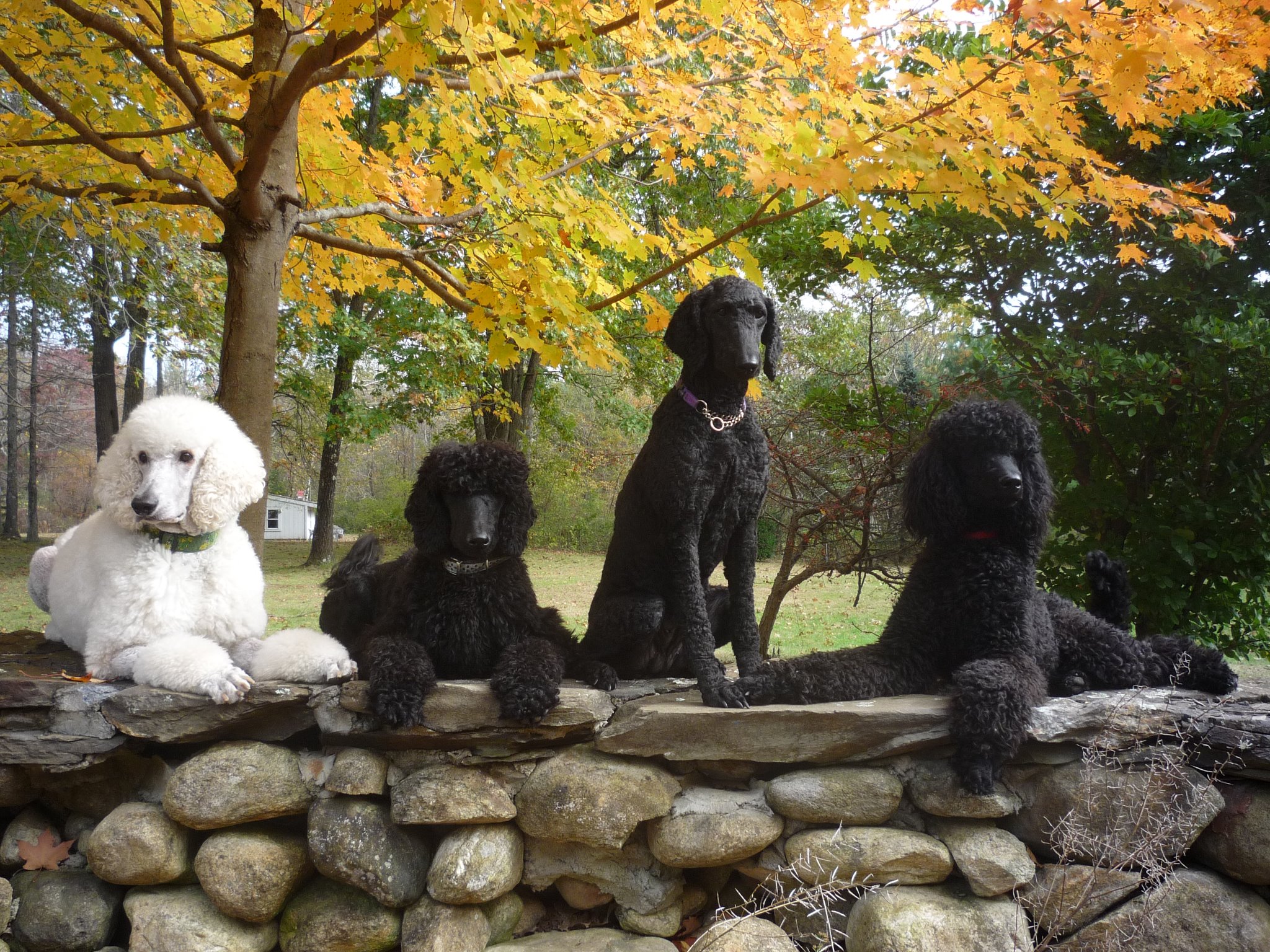 Discover APAW Poodles – APAW – Poodle Pups for Working Roles