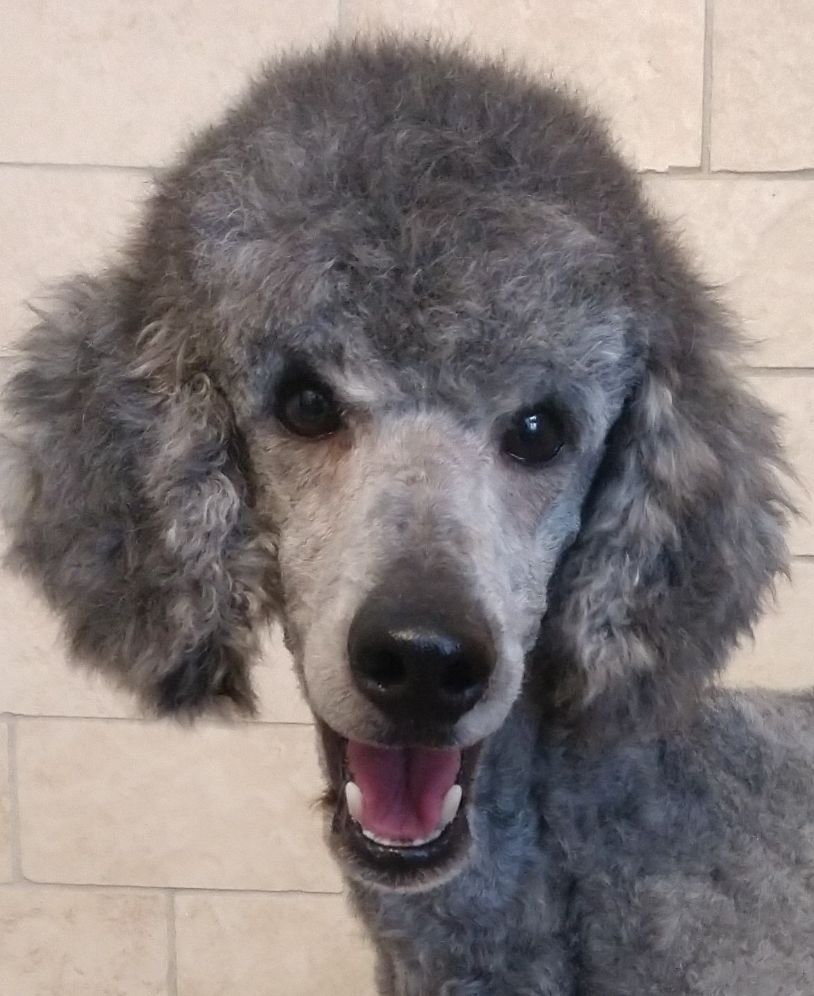 Available Dogs – APAW – Poodle Pups for Working Roles