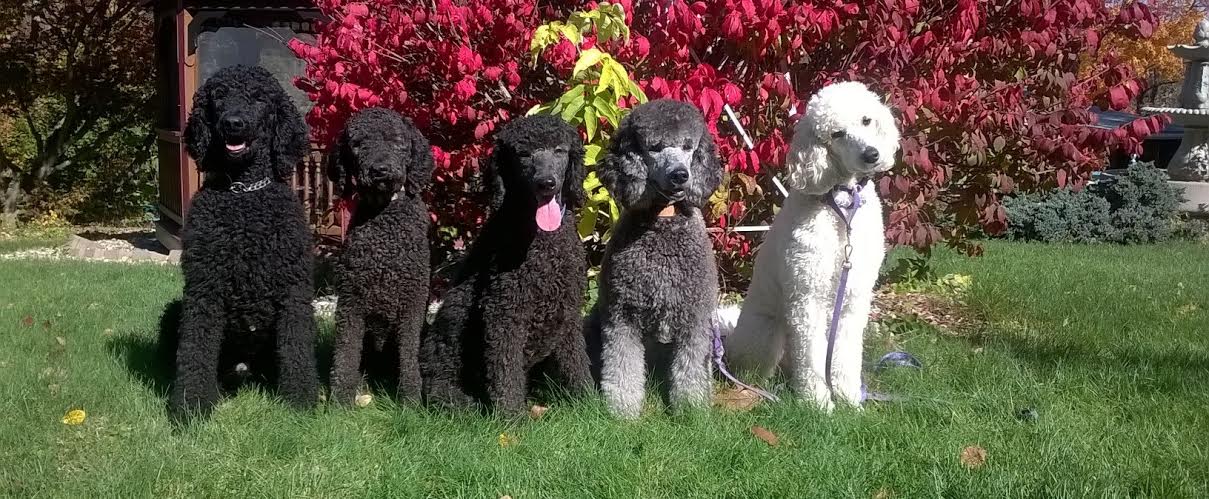 Getting a Dog – APAW – Poodle Pups for Working Roles