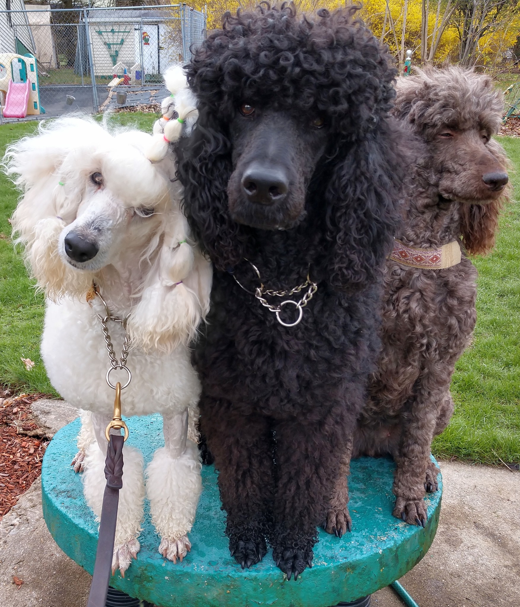 Dog Application Form – APAW – Poodle Pups for Working Roles