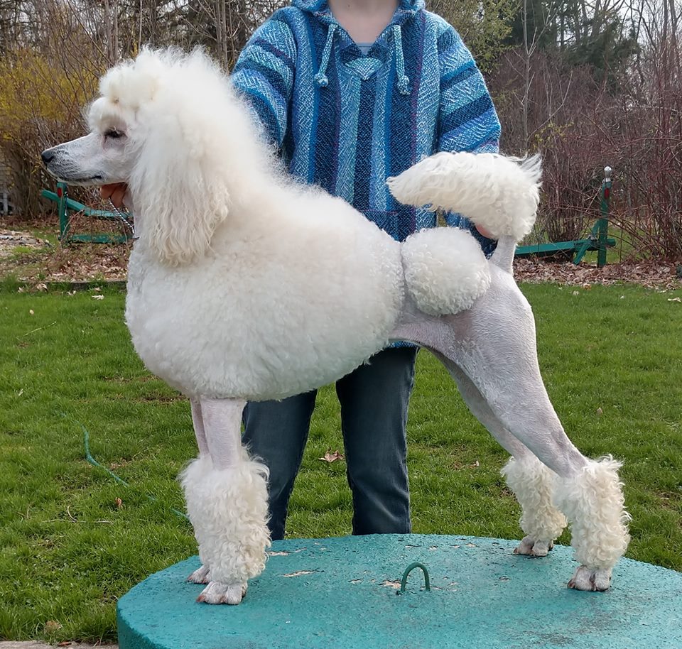 “Haven” – APAW – Poodle Pups for Working Roles