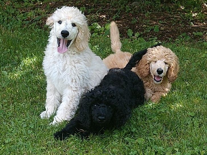 Discover APAW Poodles – APAW – Poodle Pups for Working Roles