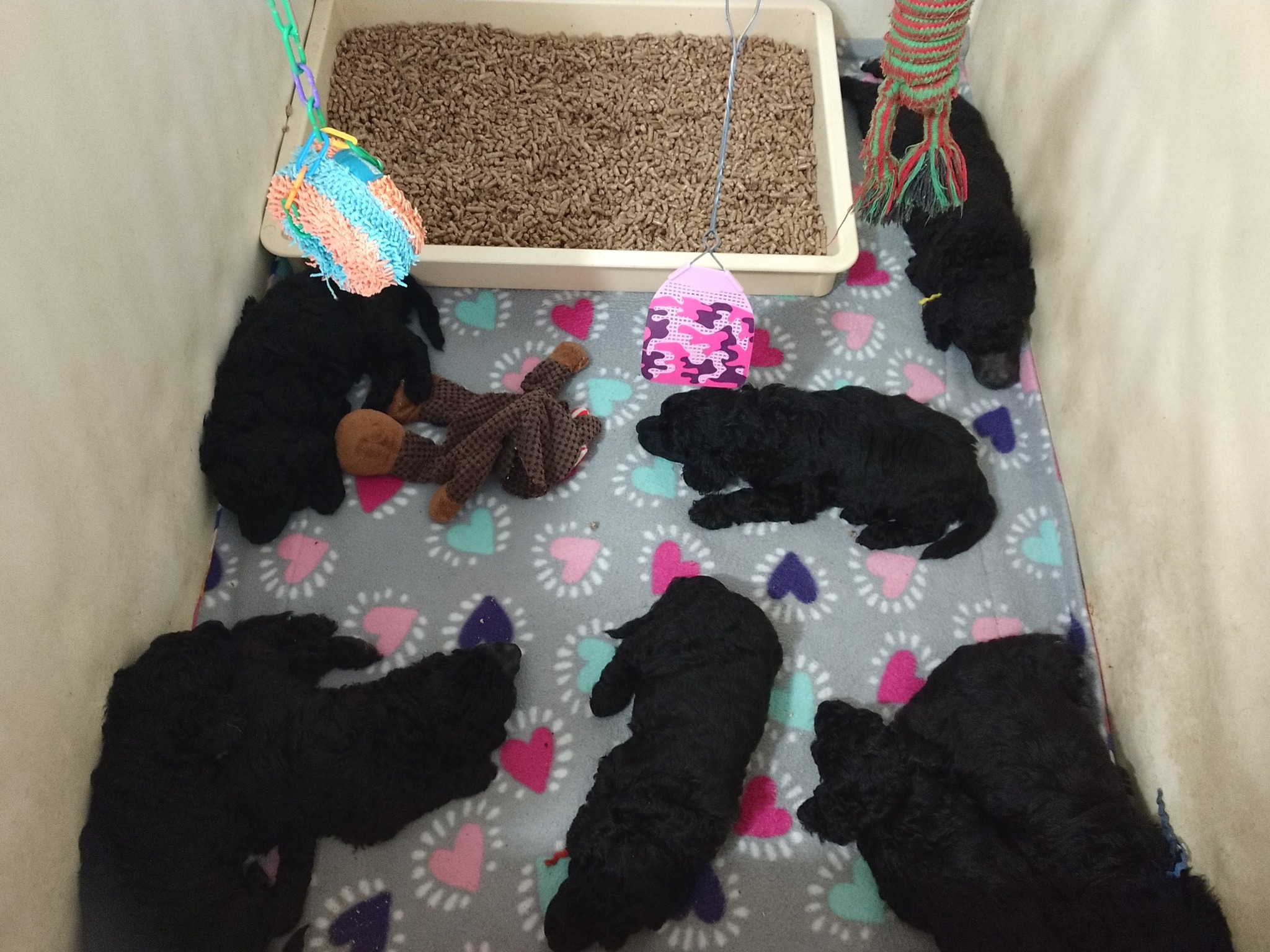 Puppy Raising Protocols – APAW – Poodle Pups for Working Roles