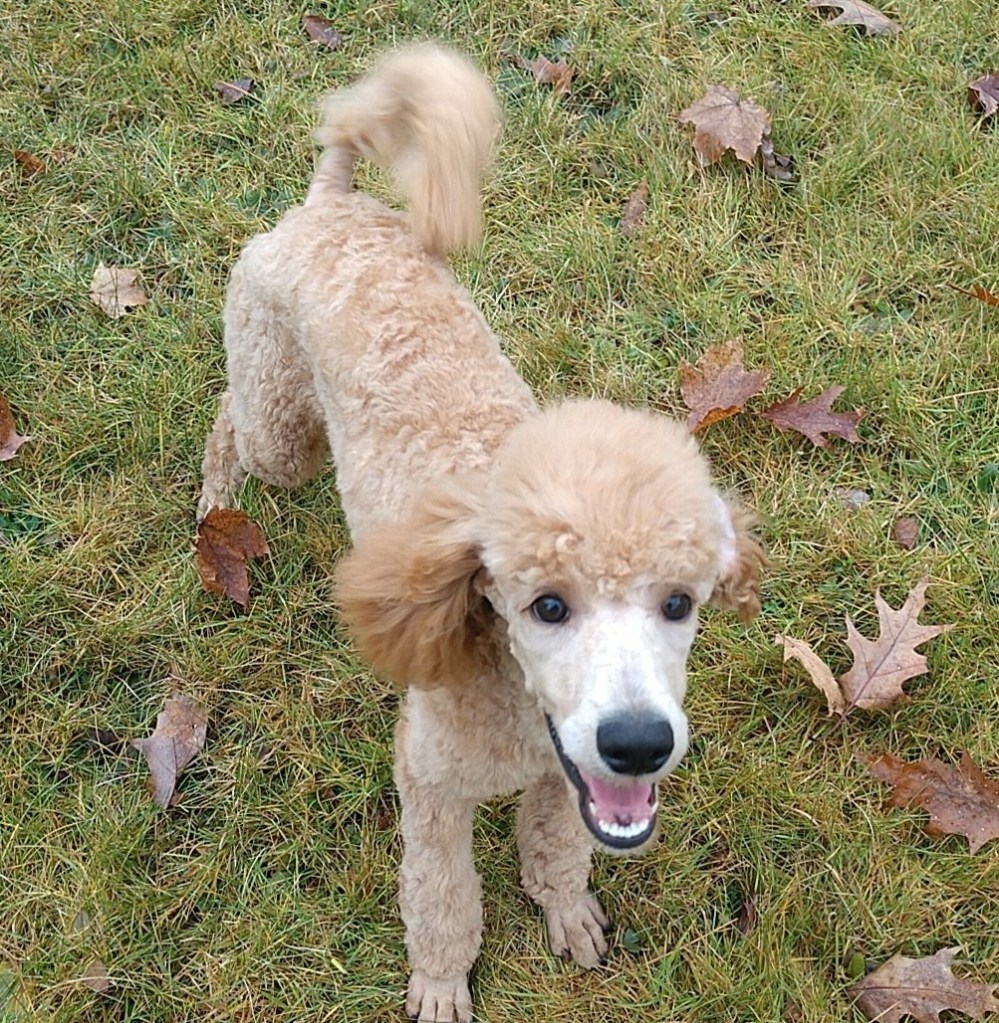 Available Dogs – APAW – Poodle Pups for Working Roles