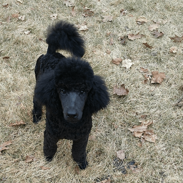 Available Dogs – APAW – Poodle Pups for Working Roles