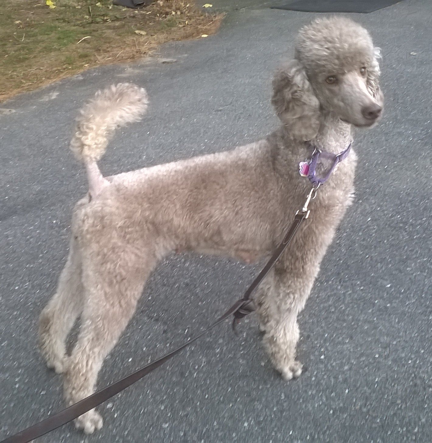 “Denali” – APAW – Poodle Pups for Working Roles