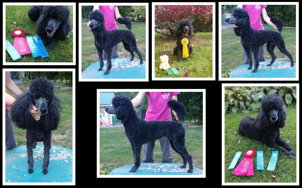 “Ideal” – APAW – Poodle Pups for Working Roles