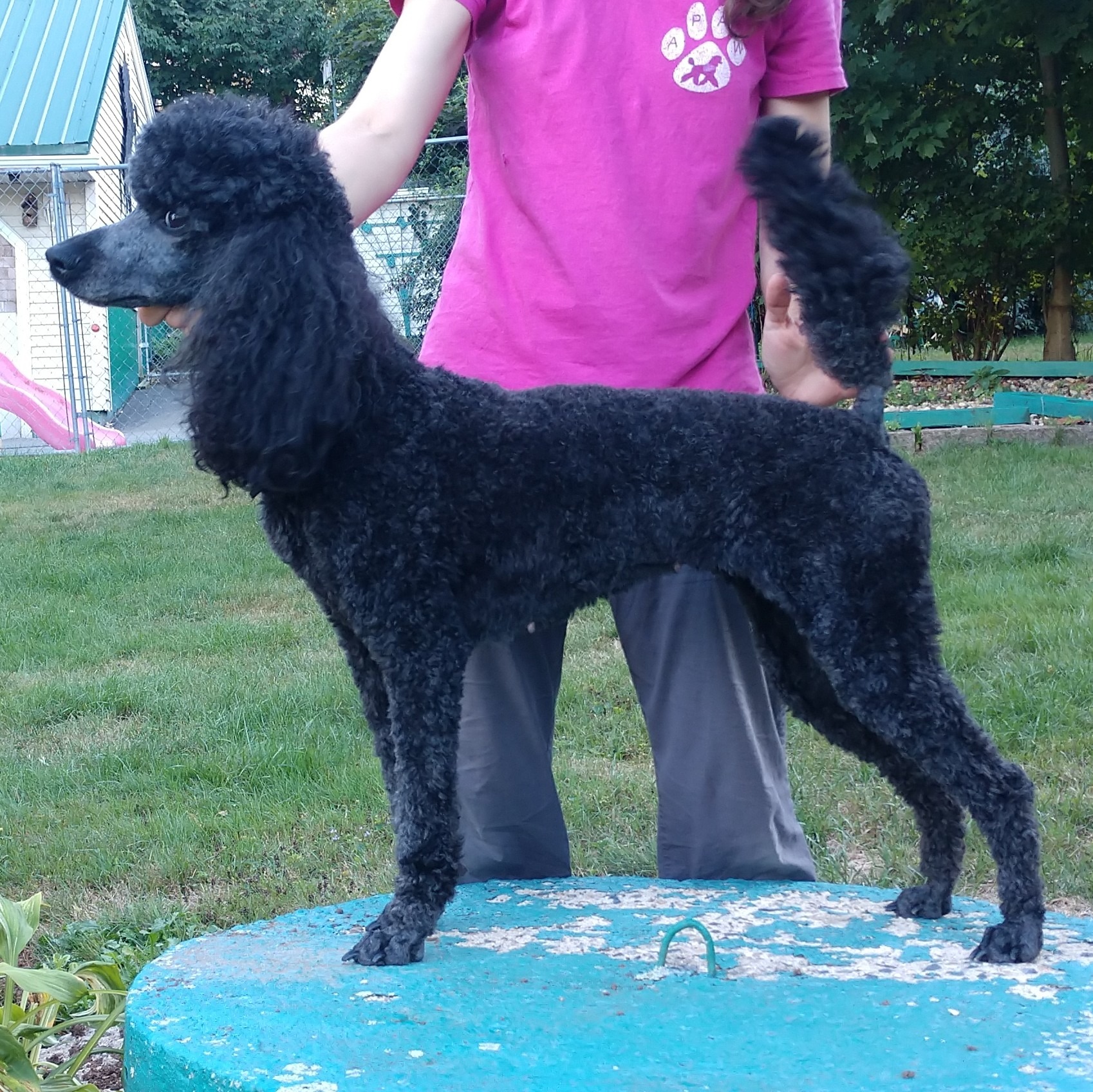 “Ideal” – APAW – Poodle Pups for Working Roles