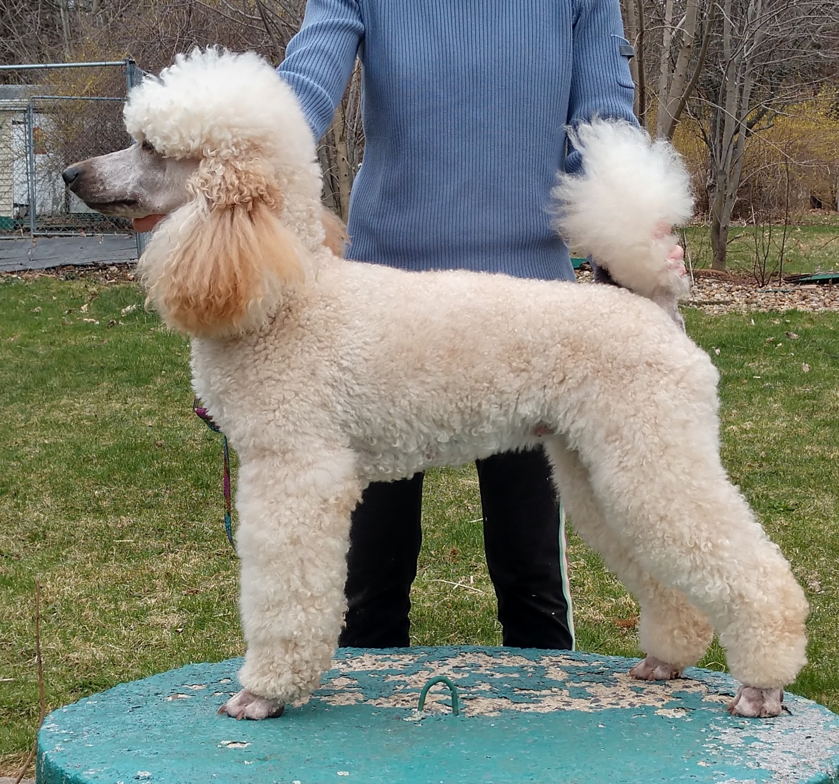 “Karma” – APAW – Poodle Pups for Working Roles