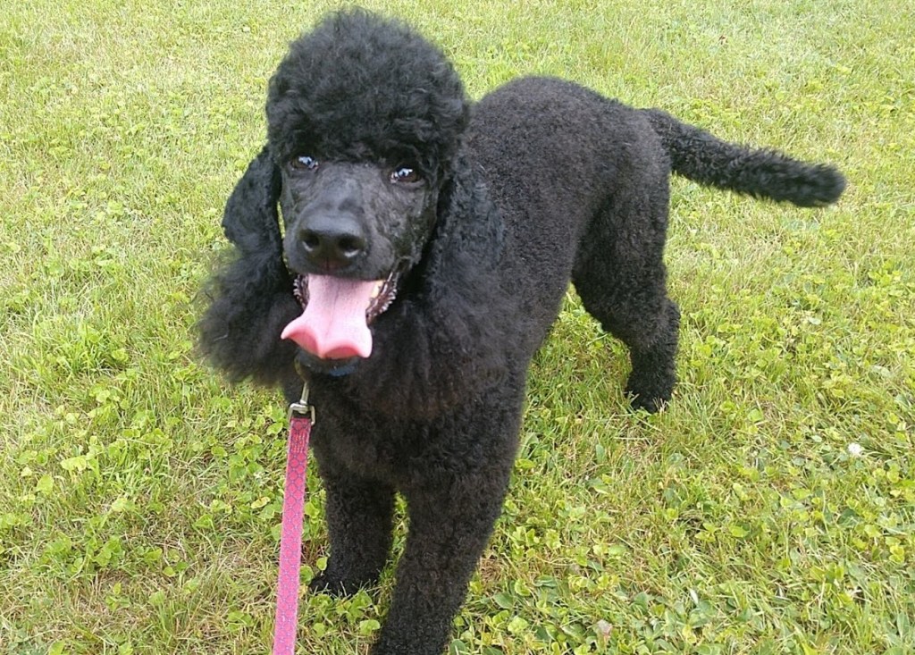 “Orchid” – APAW – Poodle Pups for Working Roles