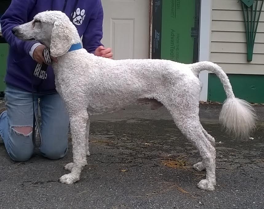 “Valor” – APAW – Poodle Pups for Working Roles