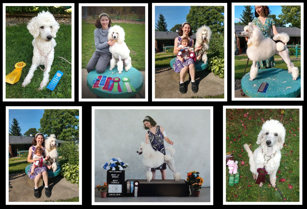 “Haven” – APAW – Poodle Pups for Working Roles