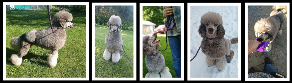 “Locket” – APAW – Poodle Pups for Working Roles