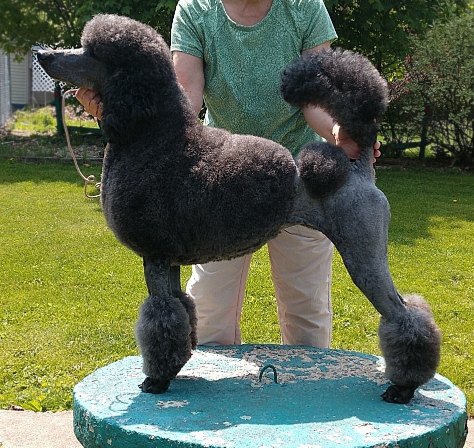 Dams – APAW – Poodle Pups for Working Roles