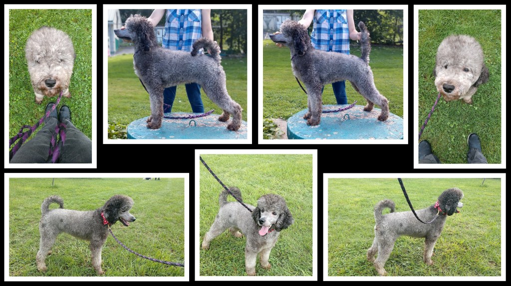 “Marvel” – APAW – Poodle Pups for Working Roles
