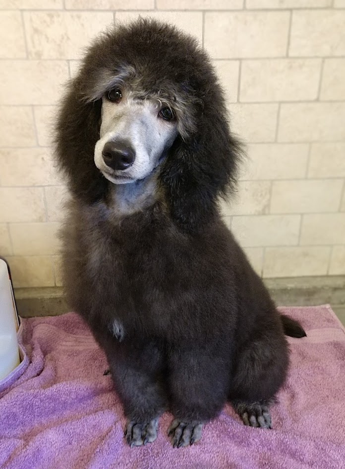 Upcoming Hopefuls – APAW – Poodle Pups for Working Roles