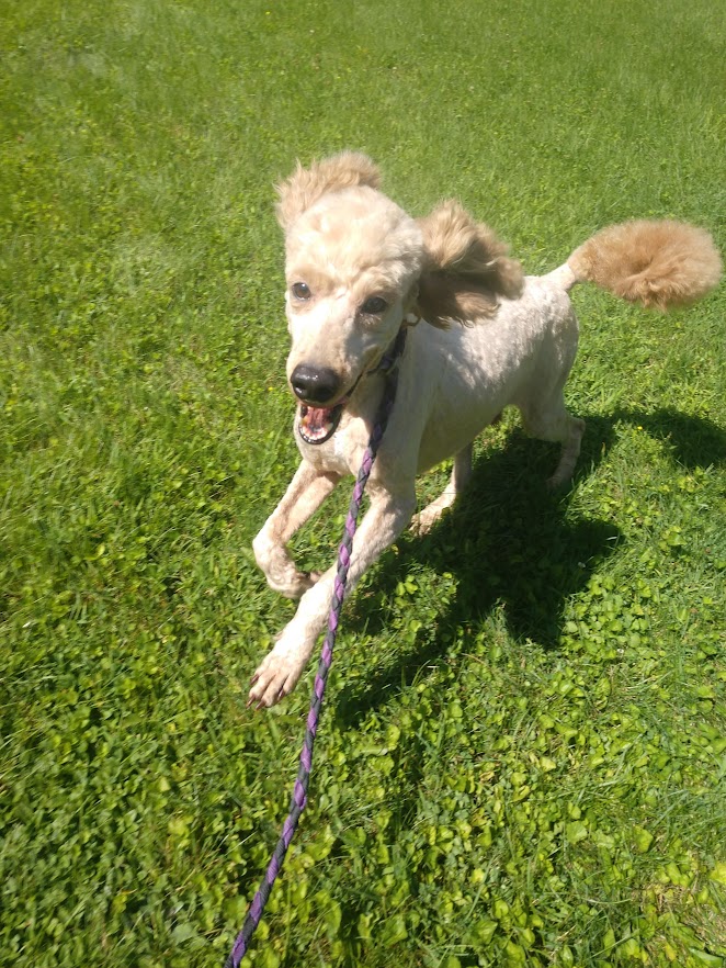 Available Dogs – APAW – Poodle Pups for Working Roles