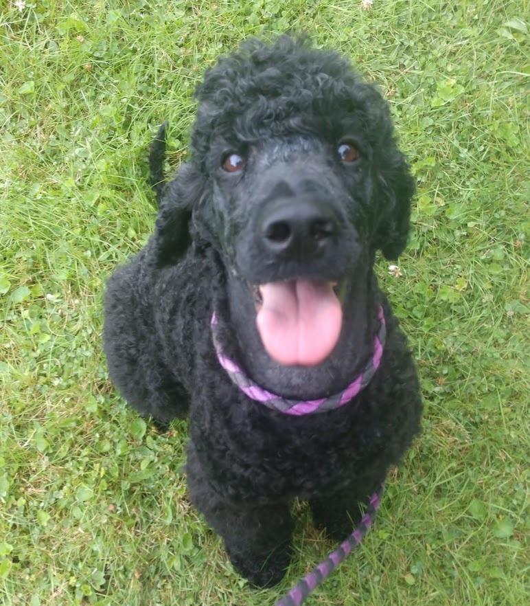 Available Dogs – APAW – Poodle Pups for Working Roles