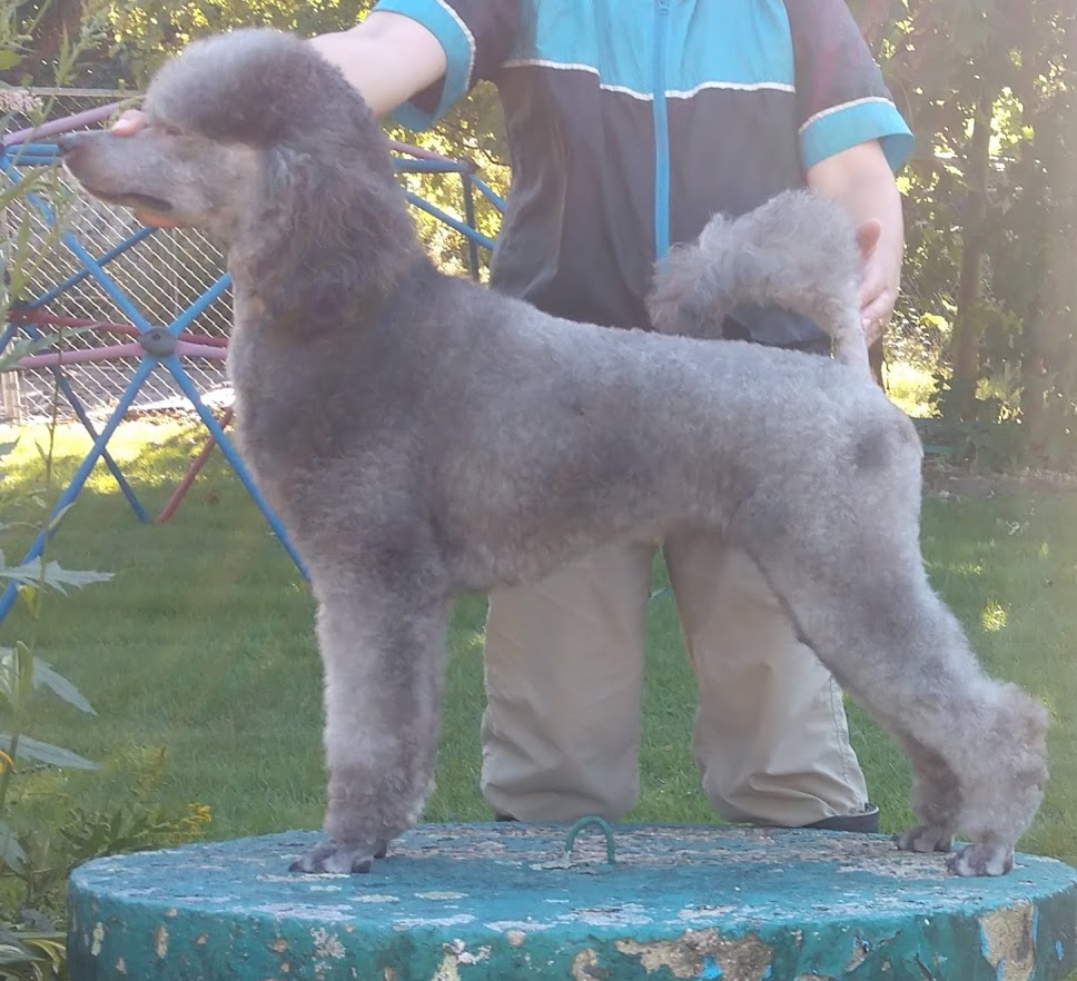 “Marvel” – APAW – Poodle Pups for Working Roles