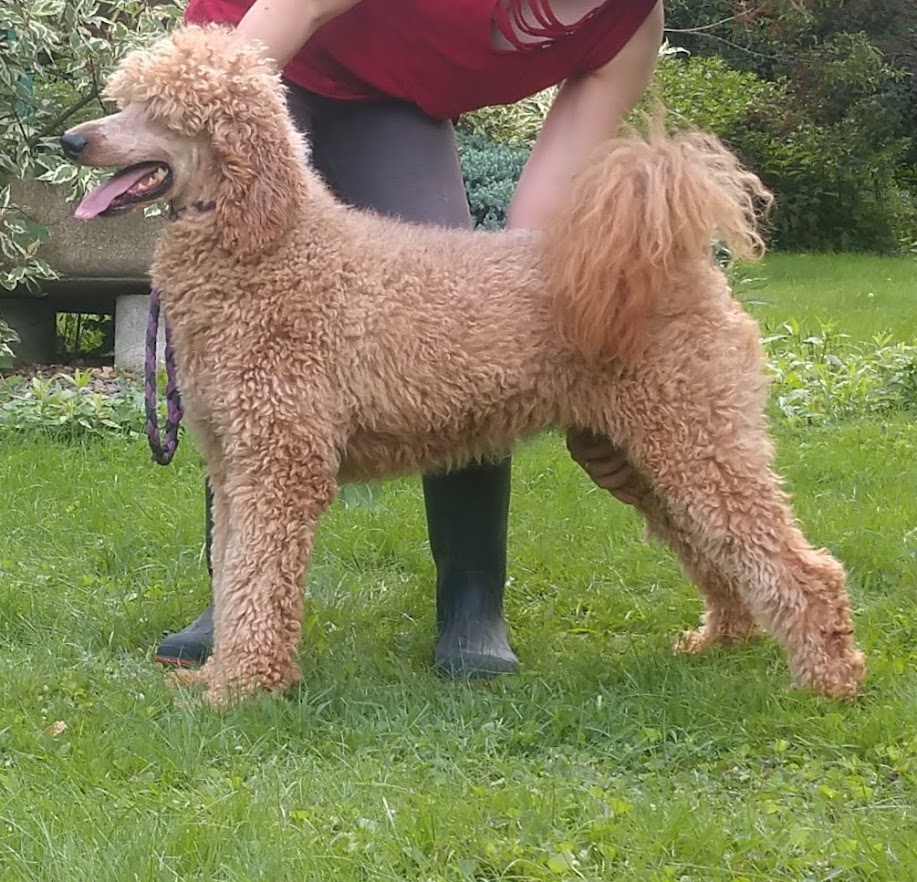 “Saffron” – APAW – Poodle Pups for Working Roles