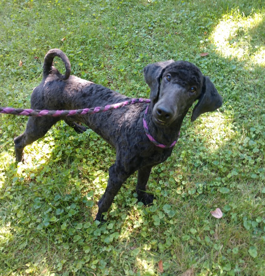 “Ultra” – APAW – Poodle Pups for Working Roles