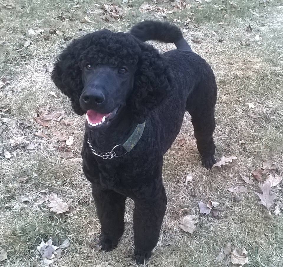 Training Naked – APAW – Poodle Pups for Working Roles