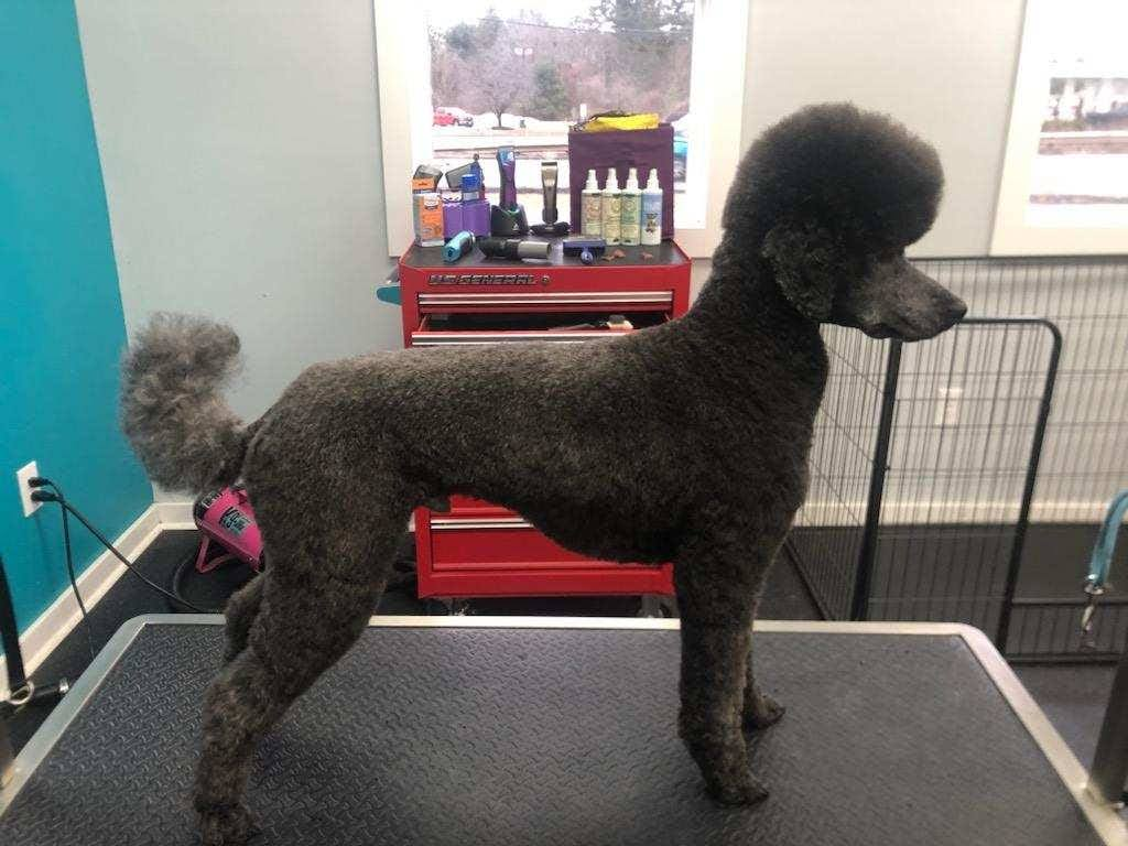 Litters (Current/Planned) – APAW – Poodle Pups for Working Roles