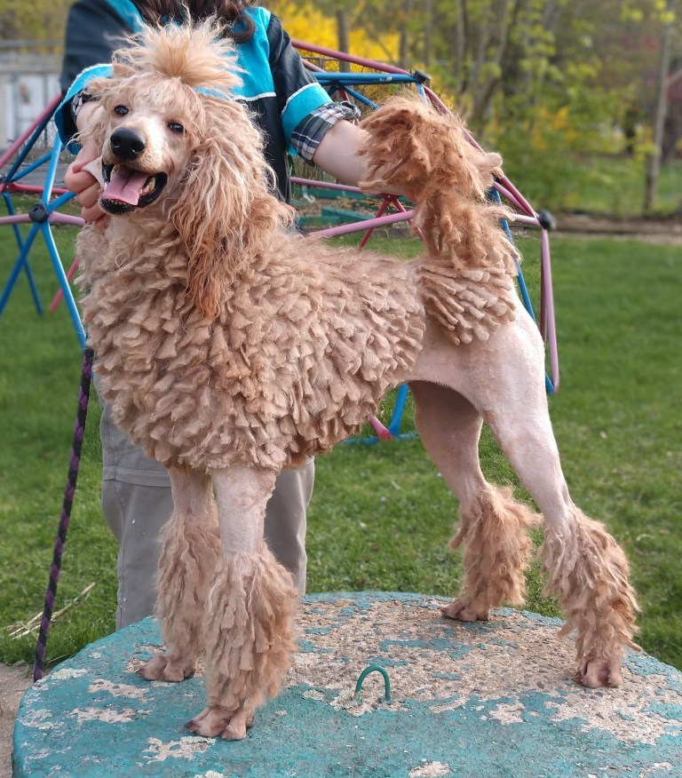 “Saffron” – APAW – Poodle Pups for Working Roles